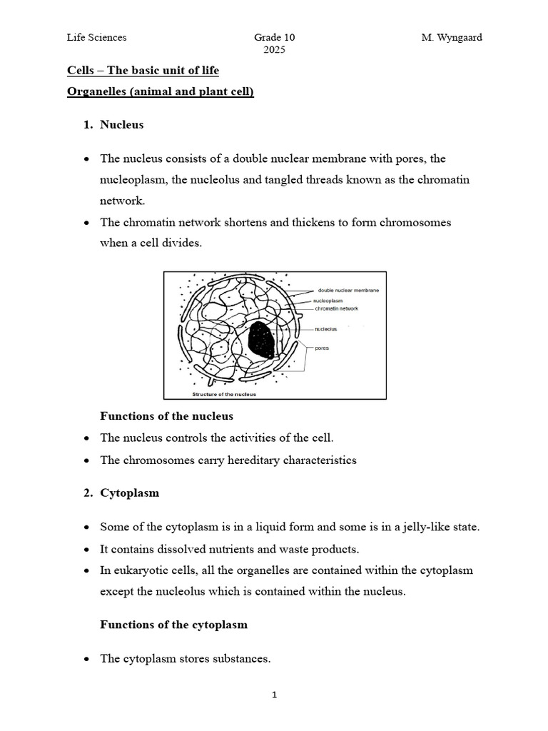 7 Cells - Organelles 2 | PDF | Vacuole | Endoplasmic Reticulum