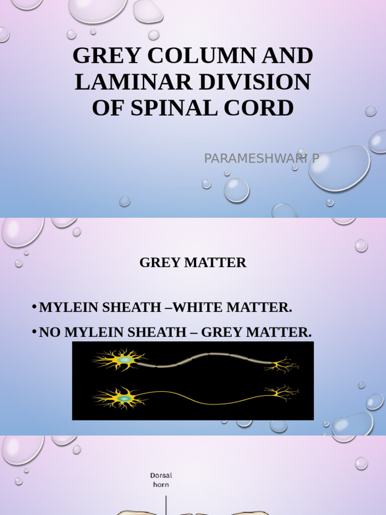Grey Column and Laminar Division of Spinal Cord | PDF