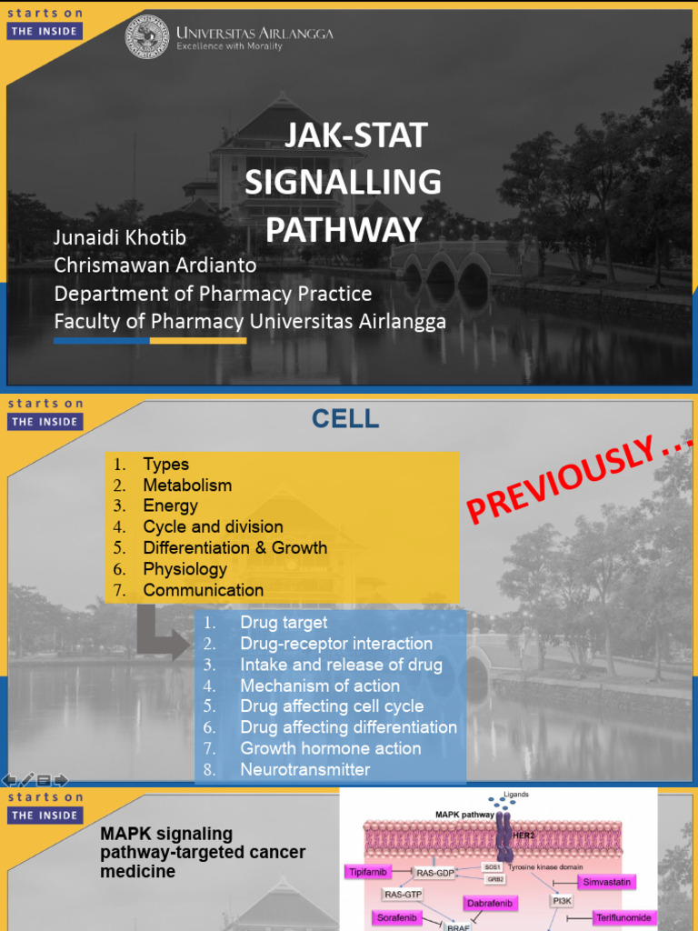 JAK-STAT Signaling Pathway Overview | PDF | Cell Signaling | Life Sciences