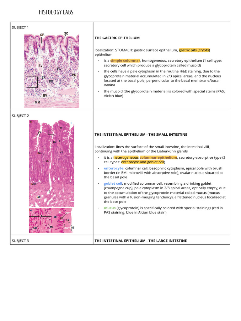 HISTOLOGY Practical | PDF | Epithelium | Muscle