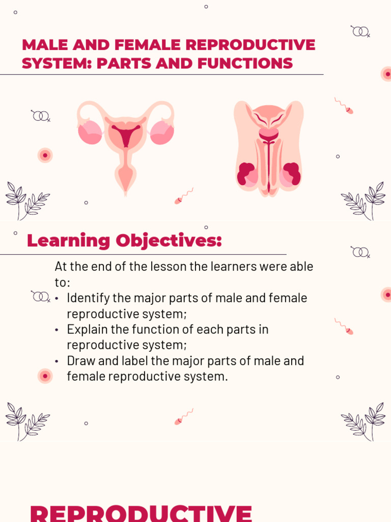 Parts and Functions Male Reproductive System | PDF | Reproductive ...