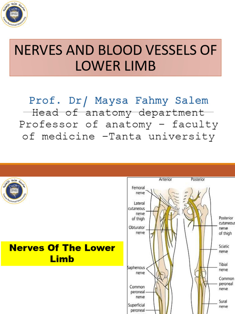 Lower Limb Nerves and Blood Vessels Guide | PDF | Human Leg | Vein