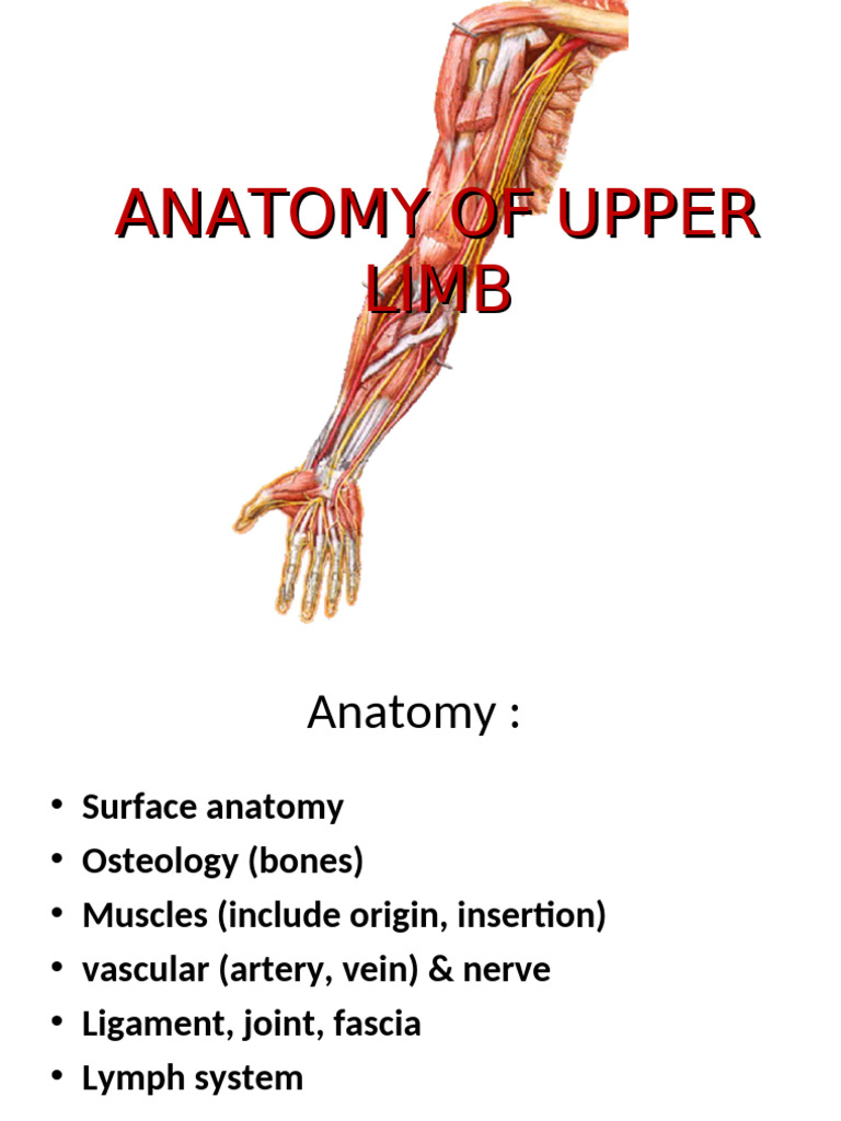 Upper Limb Introduction | PDF | Arm | Elbow