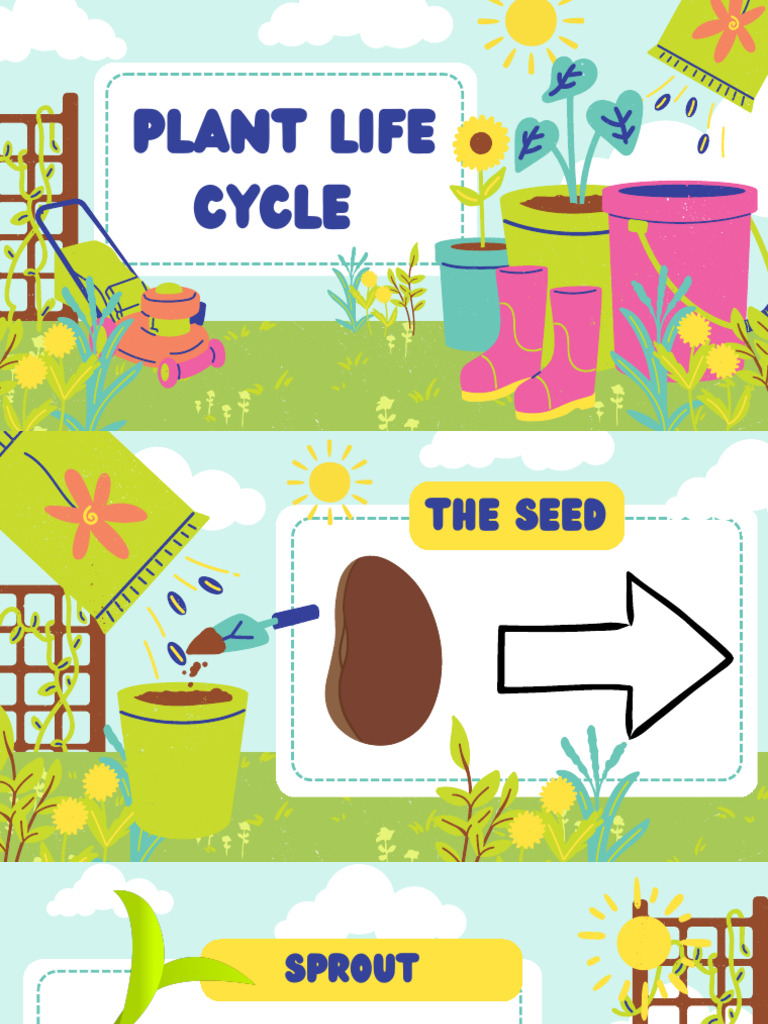Understanding the Plant Life Cycle | PDF