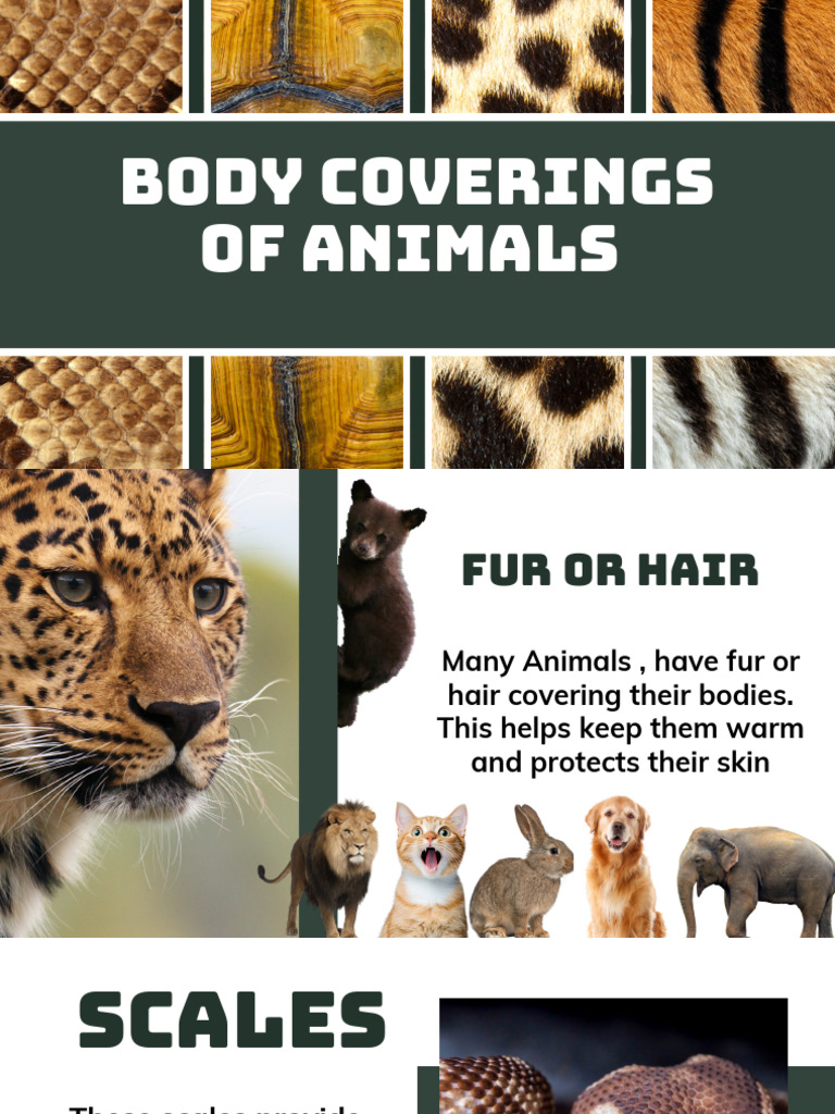 Animals Body Covering | PDF