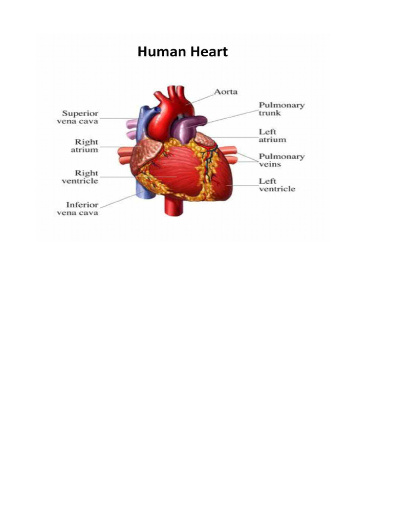 Heart | PDF
