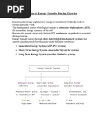 Energy Systems in Basketball Performance | PDF | Cellular Respiration ...
