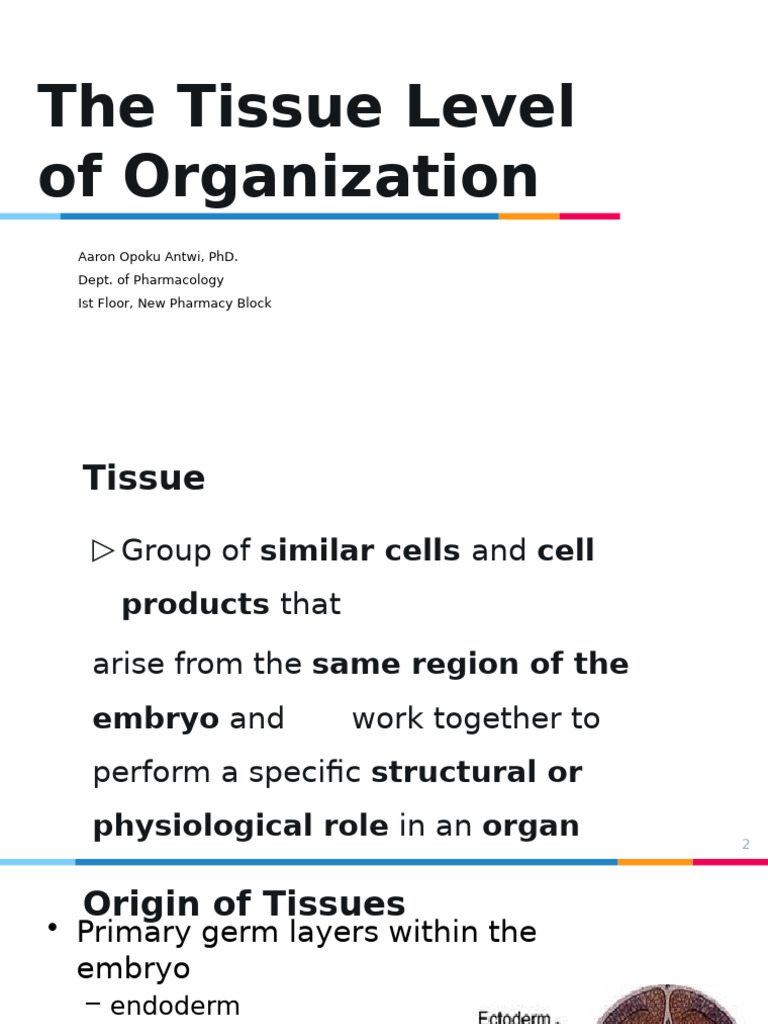 Unit 3Tissues | PDF | Epithelium | Connective Tissue