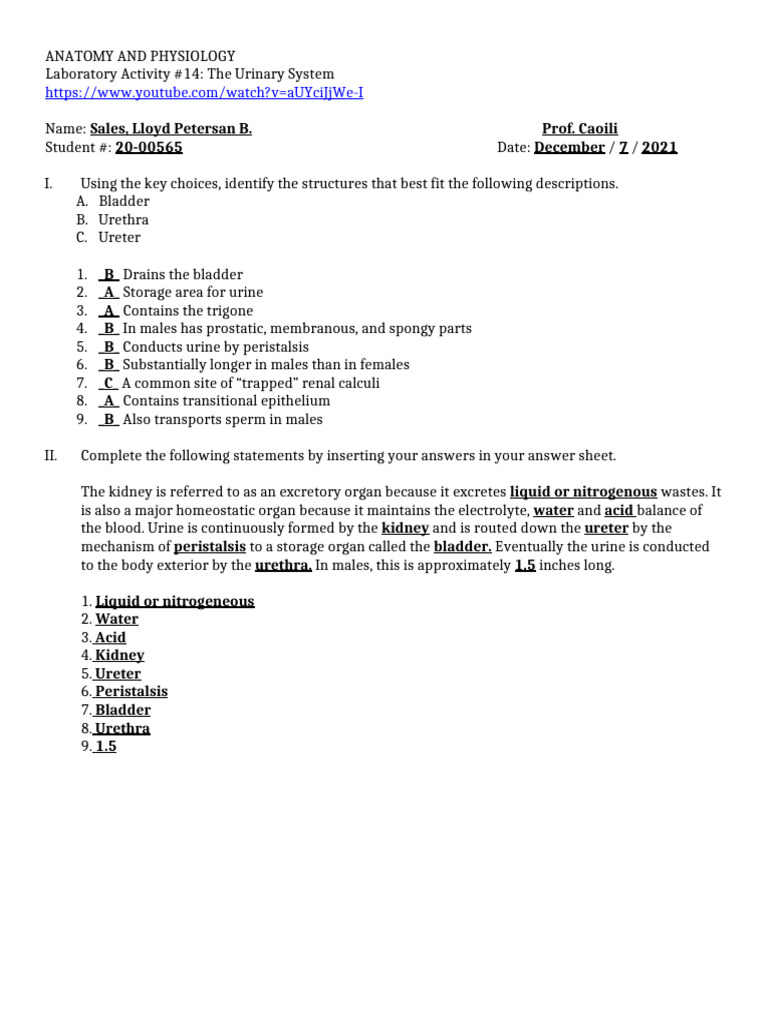 SALES - ANA-PHY Lab Activity 15 The Urinary System | PDF | Kidney | Genitourinary System
