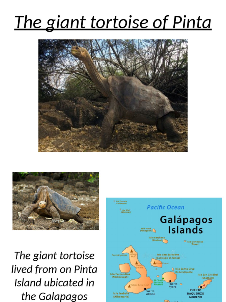 Extinction of Pinta's Giant Tortoise | PDF