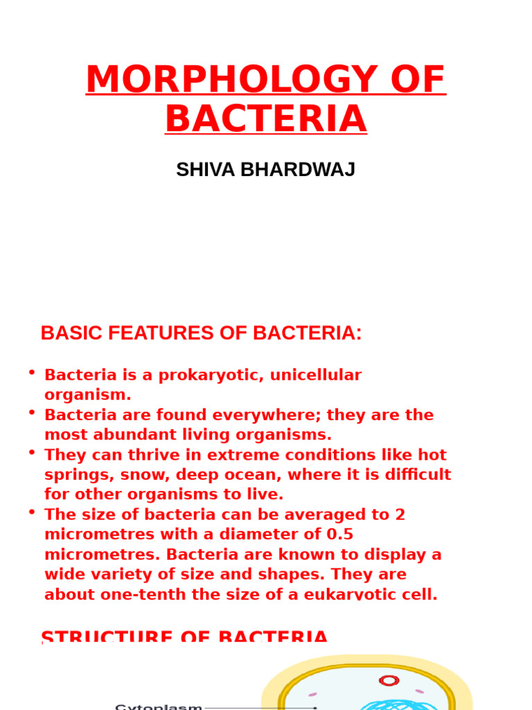 Bacterial Morphology Overview | PDF | Bacillus | Bacteria