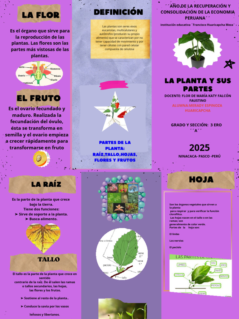 Partes de la Planta: Raíz, Tallo, Hoja, Flor | PDF | Plantas | Hoja