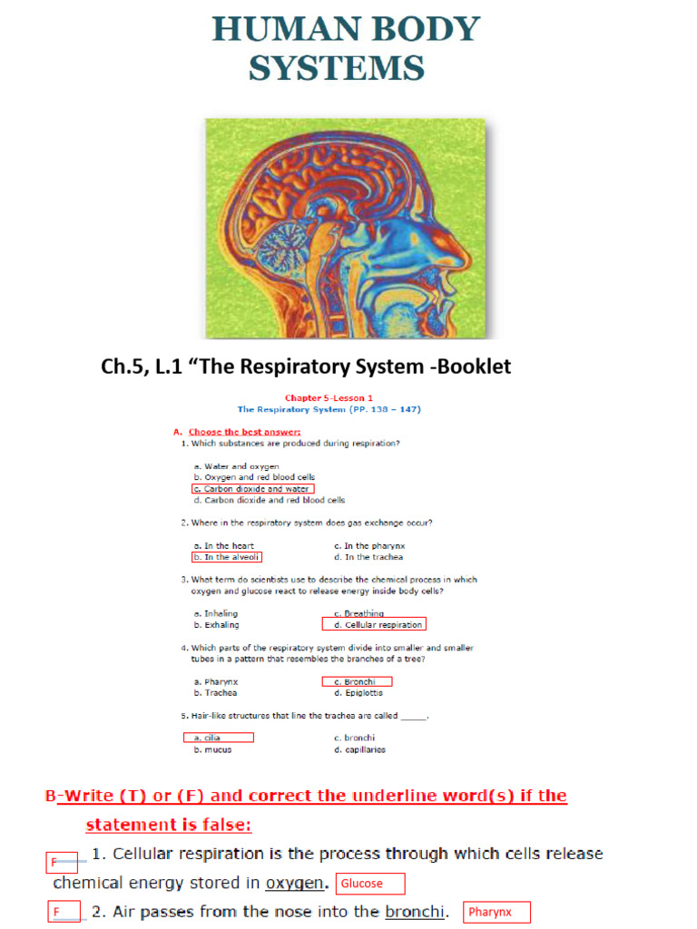 Ch.5, L.1 "The Respiratory System - Booklet | PDF