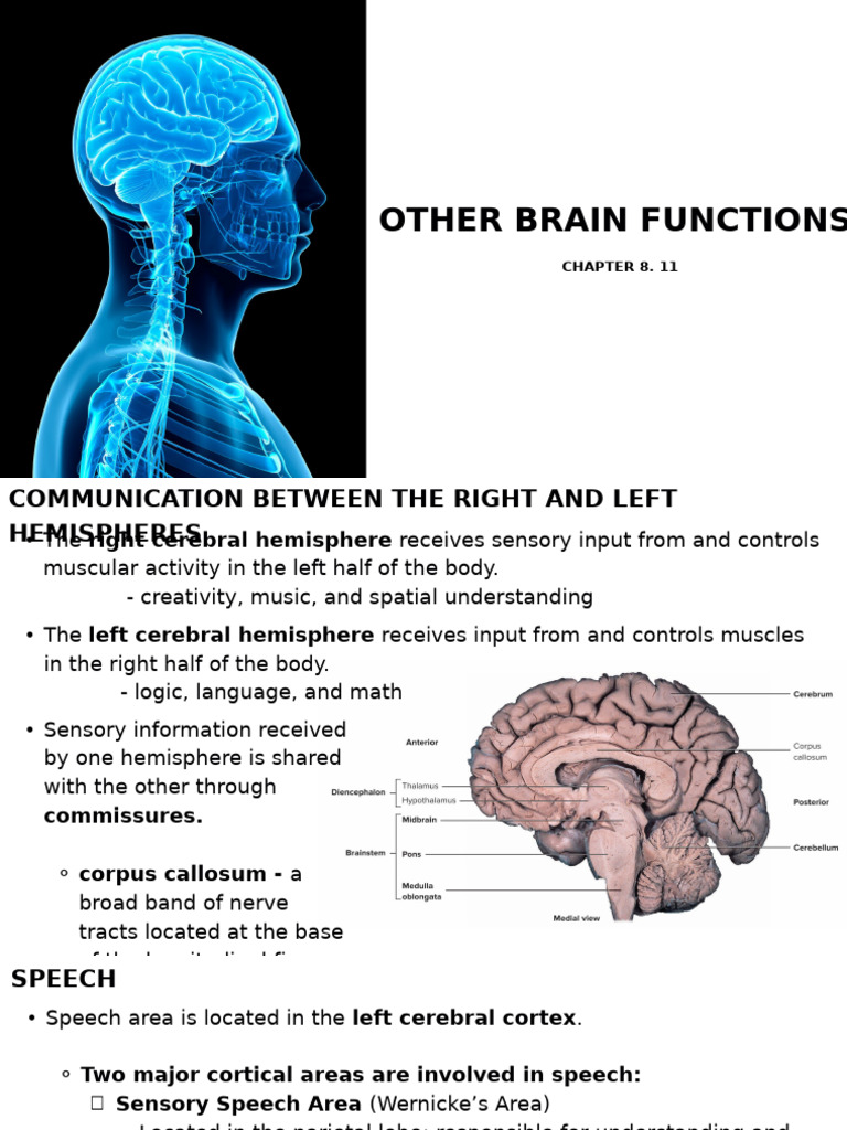 Brain Function | PDF | Autonomic Nervous System | Motor Neuron