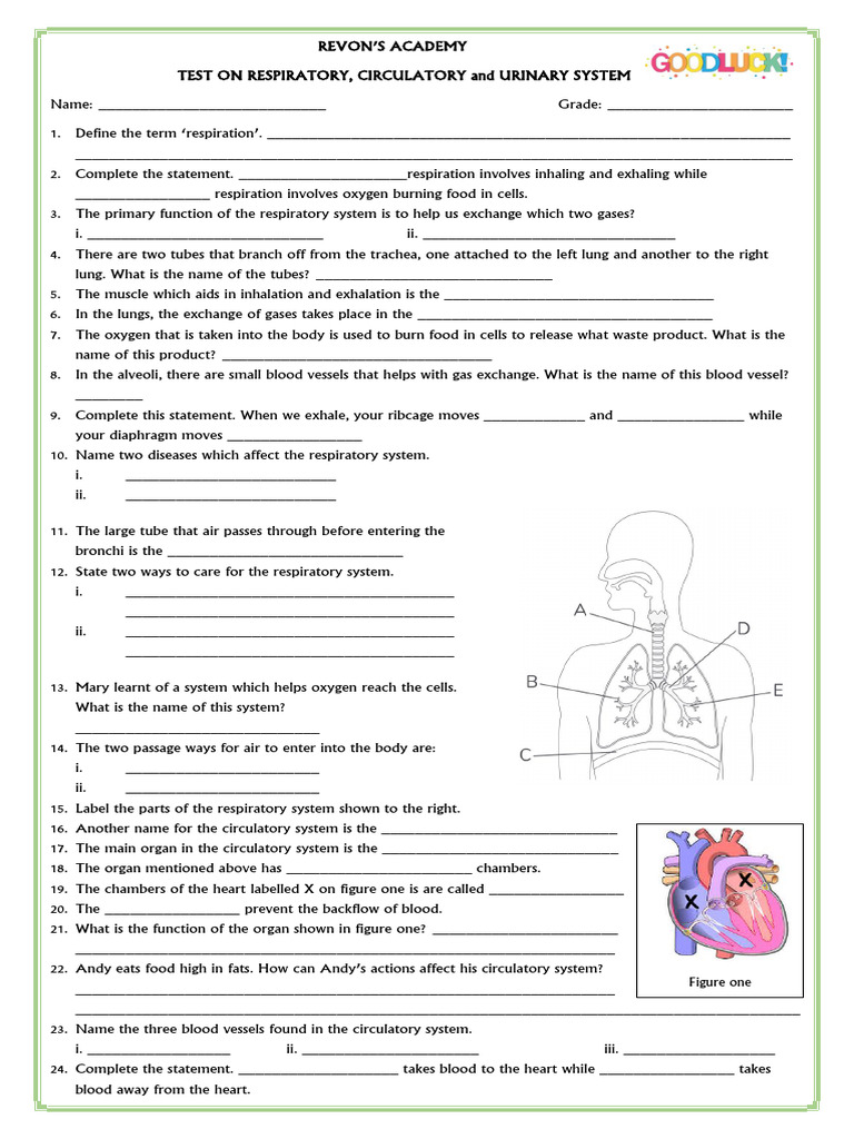 Test on Respiratory and Circulatory System (1) | PDF | Respiratory ...