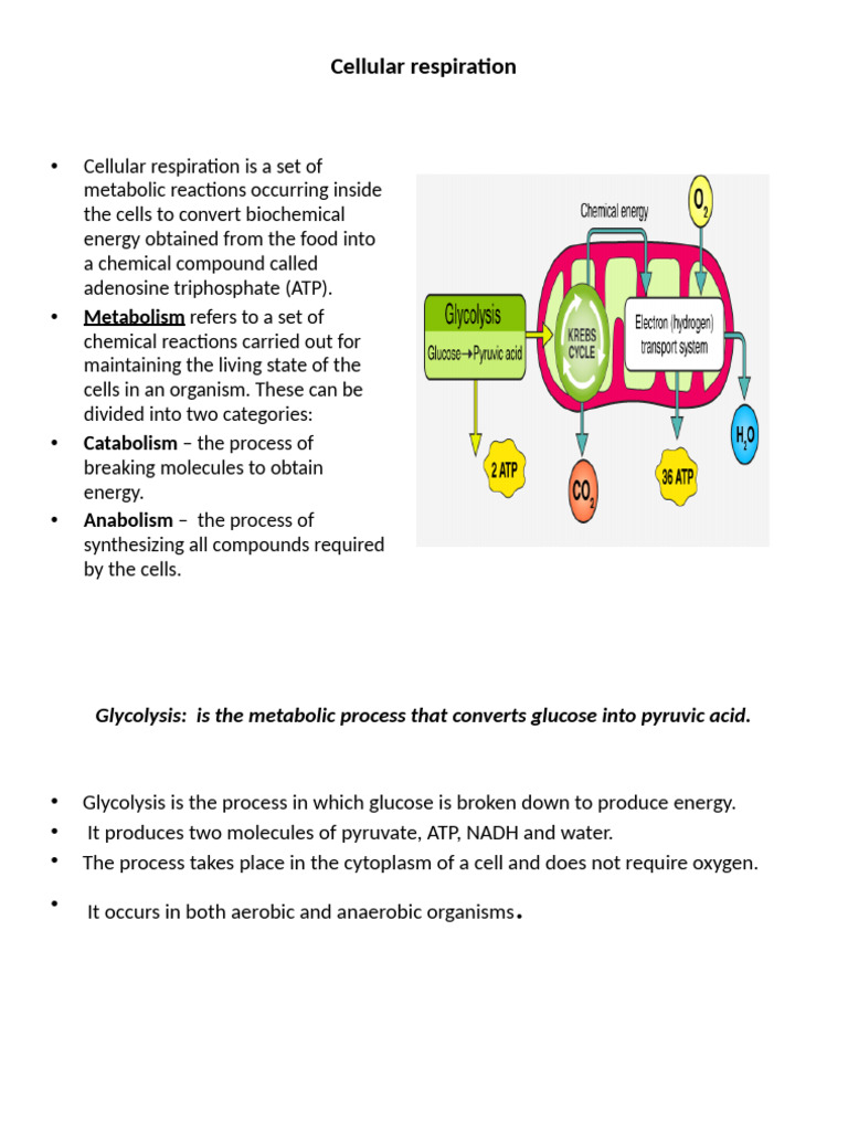 Cellular Respiration | PDF | Diet & Nutrition | Chemistry