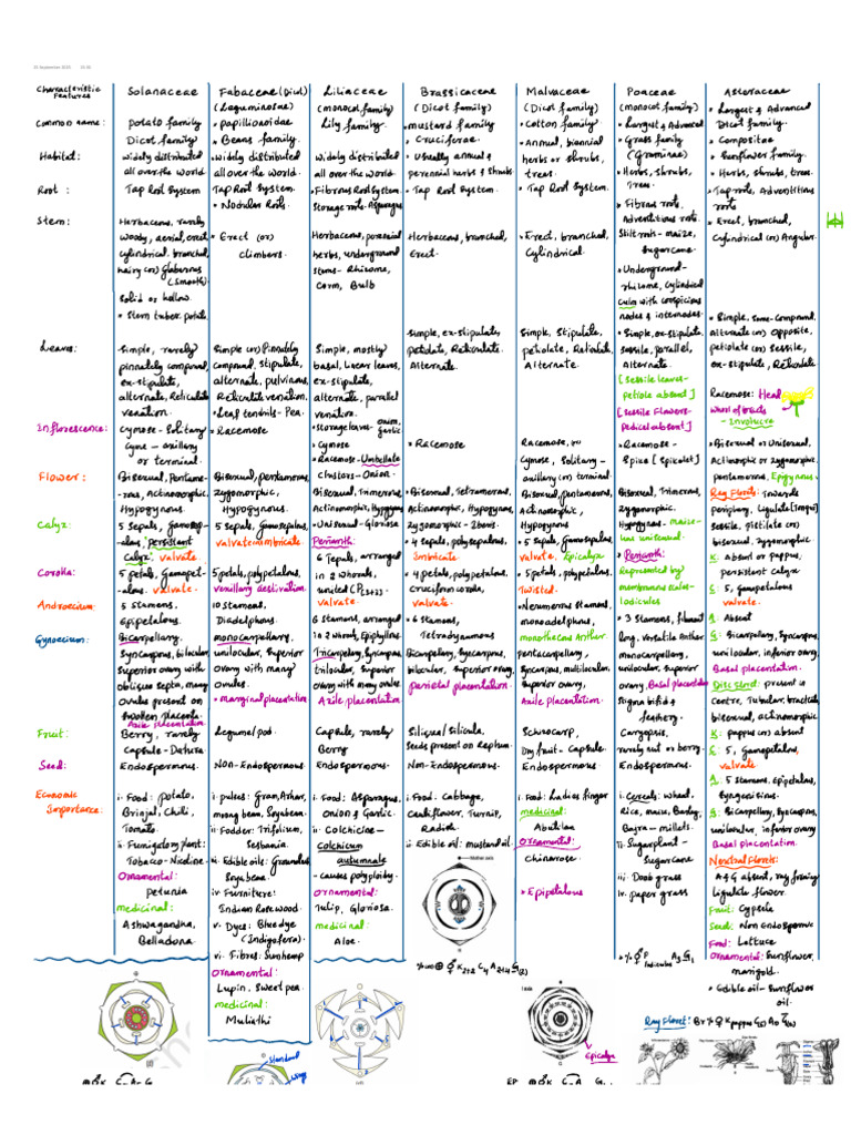 Morphology Families 2026 1 | PDF