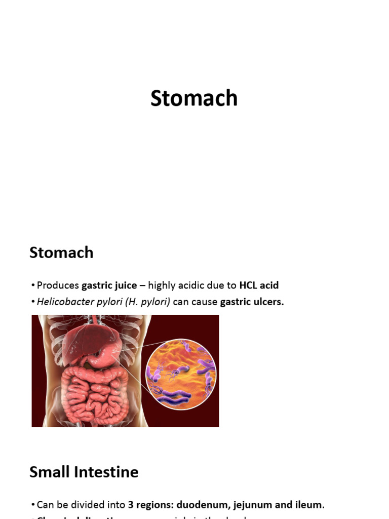 Stomach to Colon | PDF