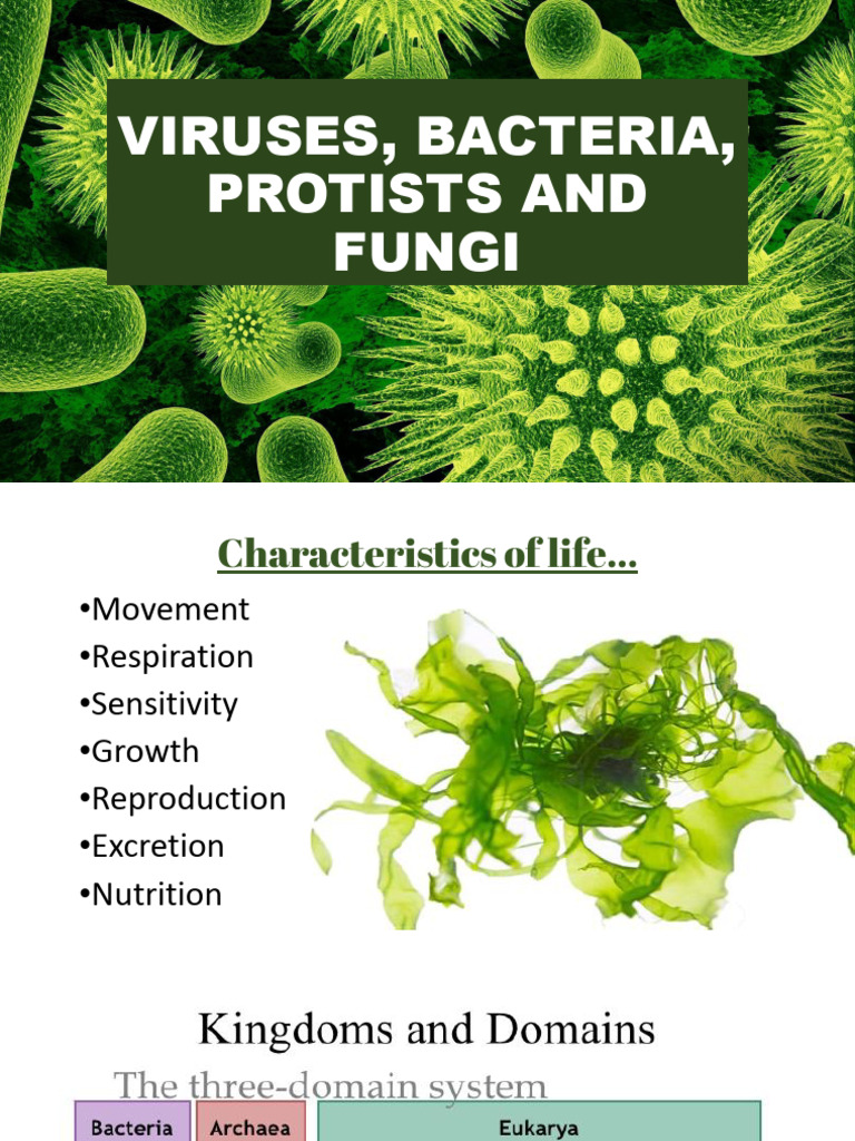 Viruses, Bacteria, Protists and Fungi Ppt | PDF | Virus | Fungus
