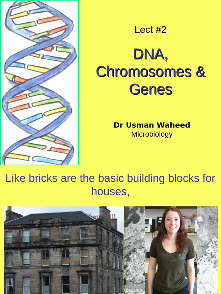 DNA, Genes and Chromosomes | PDF | Gene | Chromosome