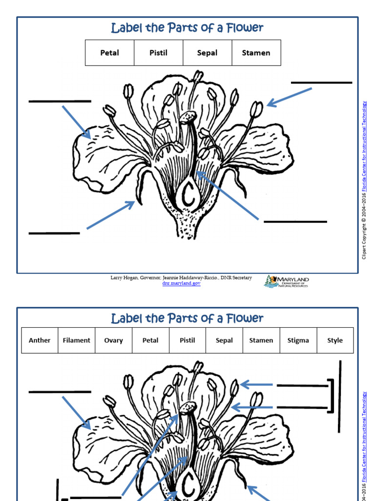 Flower Dissection Sheet | PDF