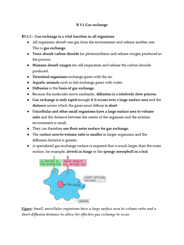 Gas Exchange Mechanisms in Organisms | PDF | Stoma | Hemoglobin
