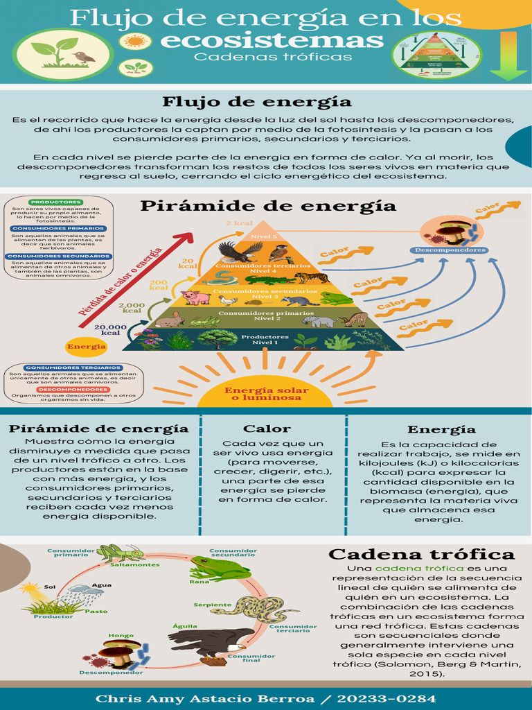 Flujo de energía en ecosistemas y tróficas | PDF | Red alimentaria ...