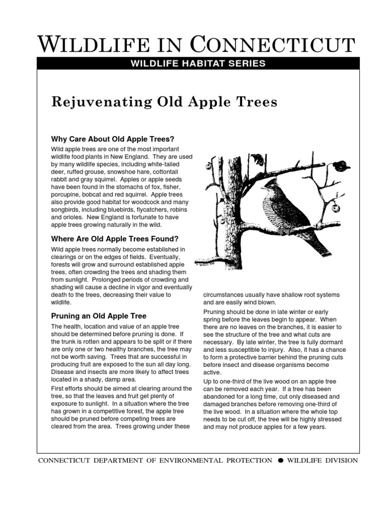 Rejuvenating Old Apple Trees | PDF | Pruning | Trees