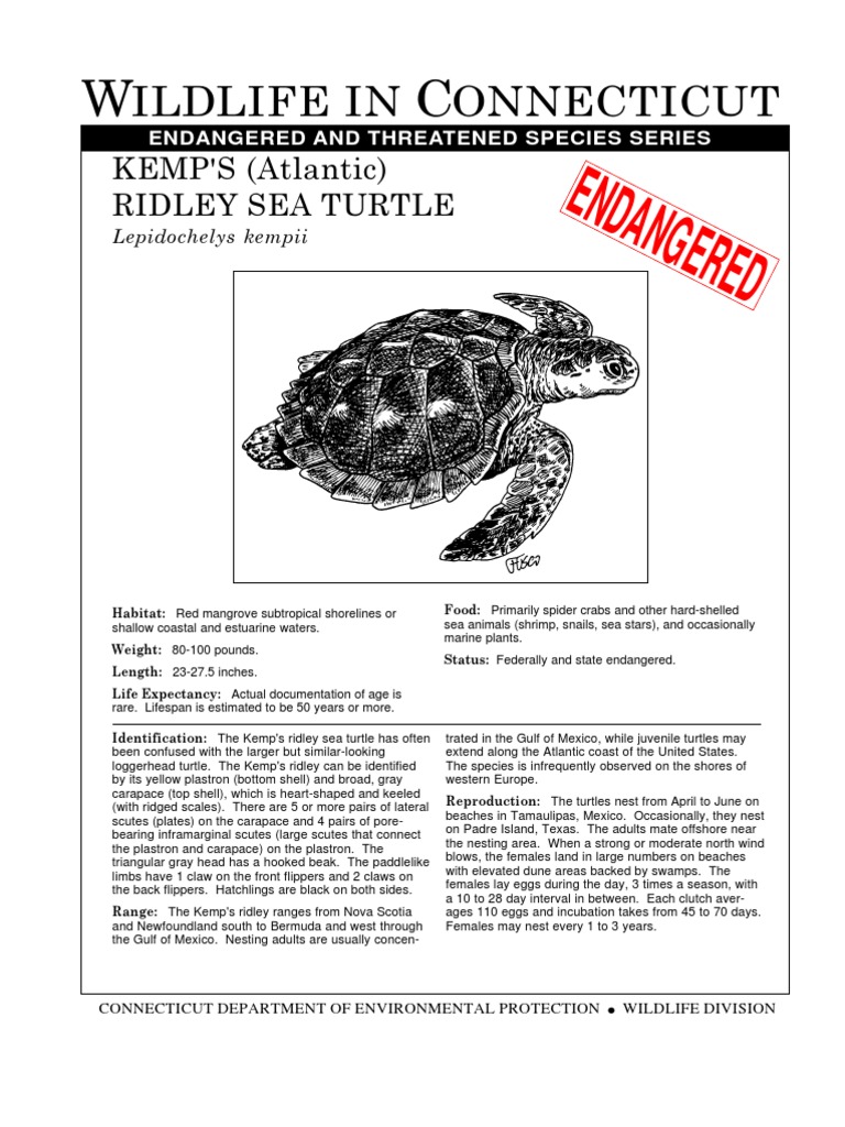Kemp's Ridley Sea Turtle | PDF | Sea Turtle | Conservation