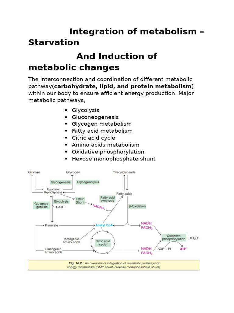 Integration of Metabolism-Starvation | PDF | Metabolism | Starvation