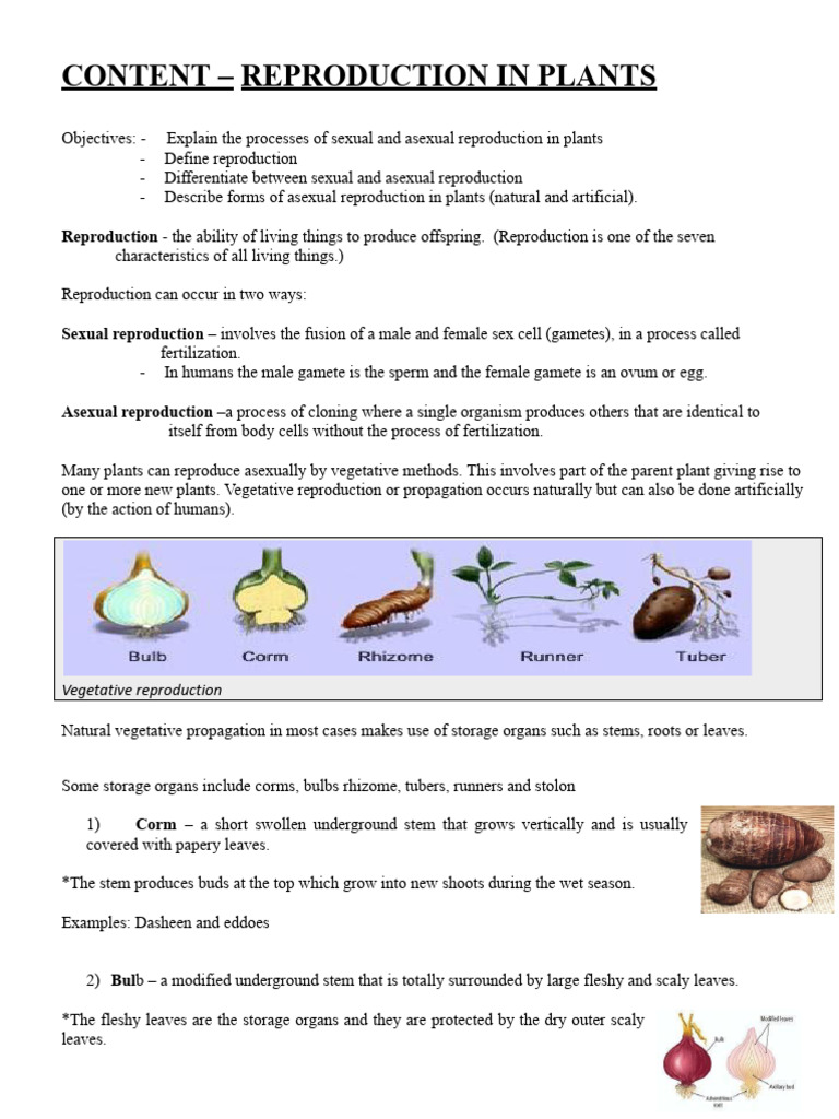Runners in Plant Reproduction | PDF | Plant Reproduction | Sexual ...