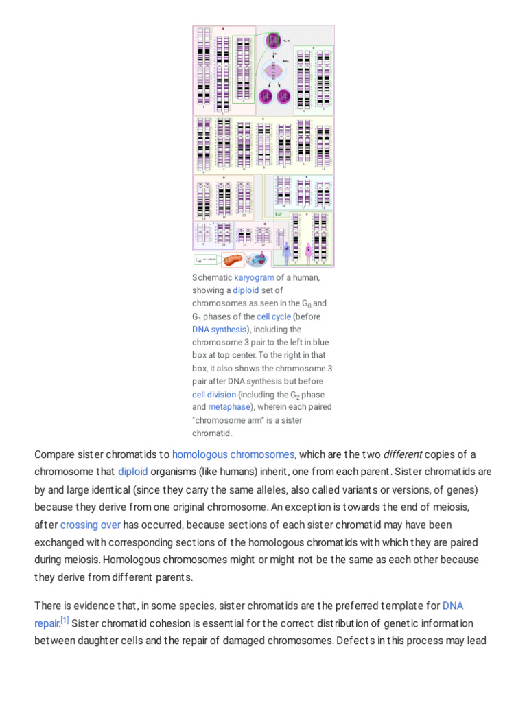 Sister Chromatids - Wikipedia | PDF | Chromosome | Meiosis