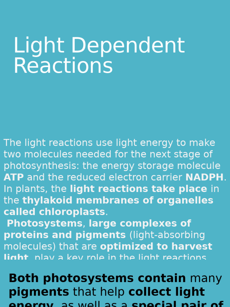 Light Dependent Reactions | PDF | Photosynthesis | Chlorophyll