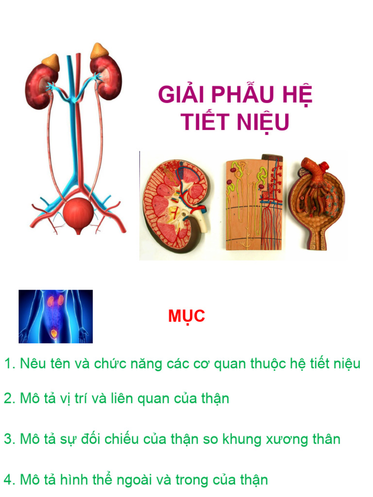 Giai Phau He Tiet Nieu | PDF