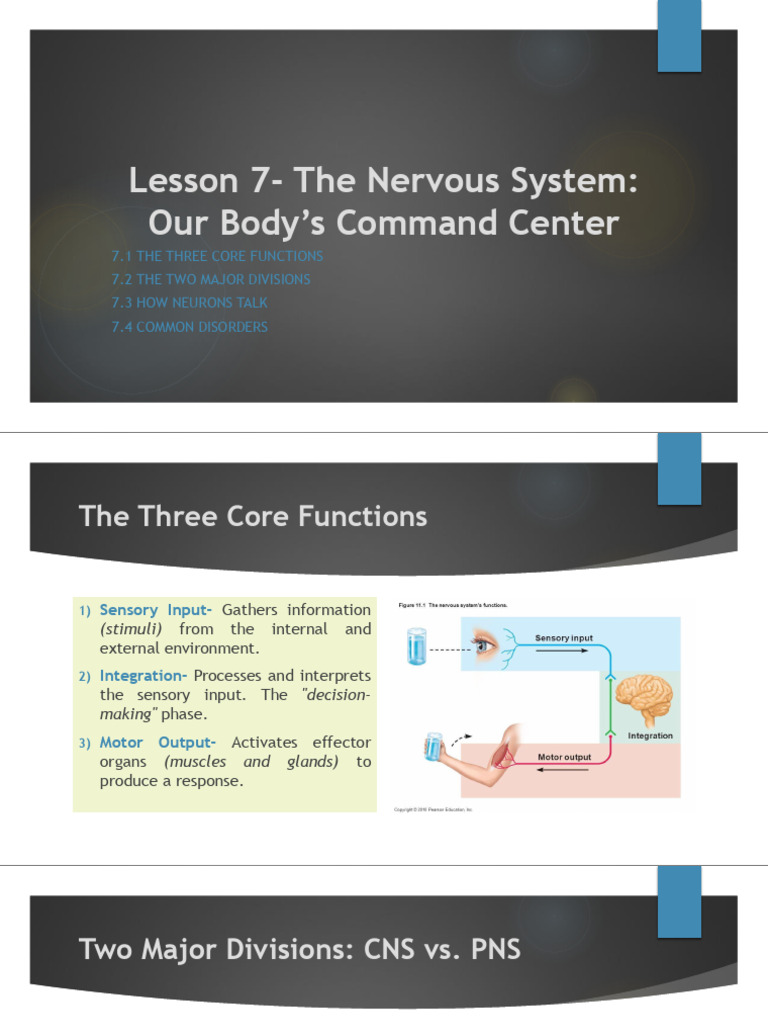 Lesson 7-The Nervous System | PDF | Neuron | Central Nervous System