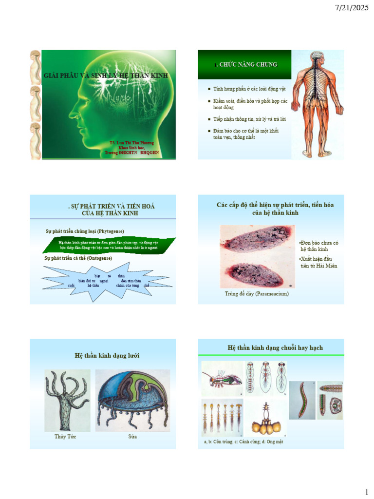 Giai Phau Sinh Ly He Than Kinh - T2 | PDF