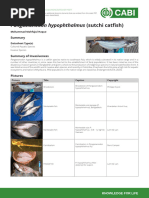 Tiger Anatomy and Skeletal Structure | PDF | Vertebral Column ...