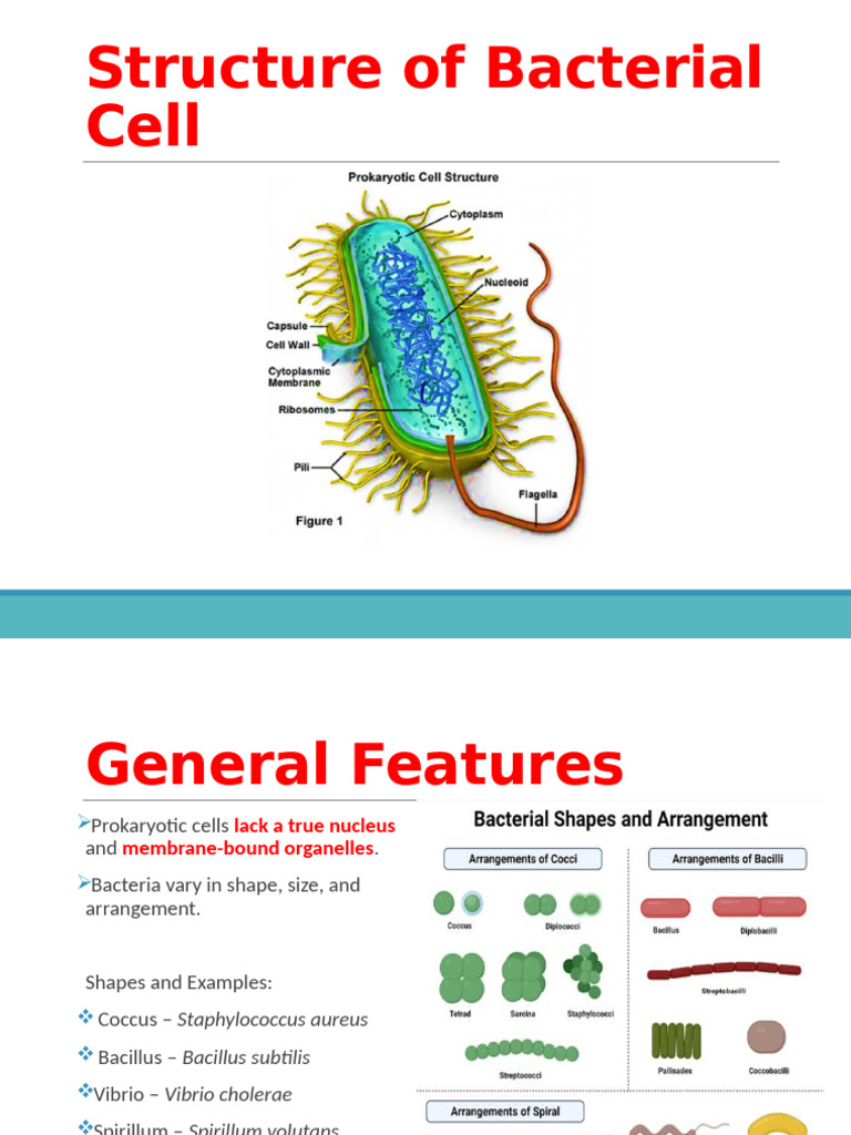 Structure of Bacterial Cell Presentation | PDF | Cell (Biology) | Bacteria