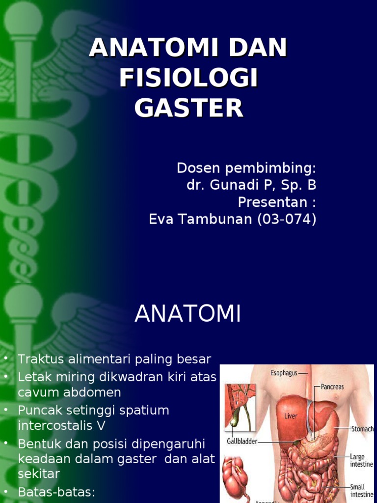 Anatomi Dan Fisiologi Gaster | PDF