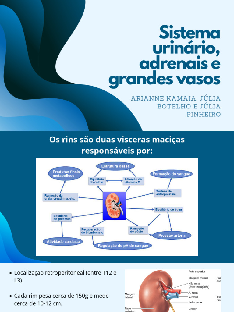 Anatomia do Sistema Urinário e Adrenais | PDF | Rim | Glândula suprarrenal
