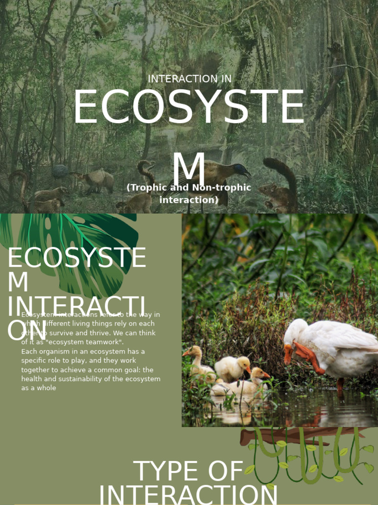 Ecosystem Interactions: Trophic & Non-Trophic | PDF | Herbivore | Food Web