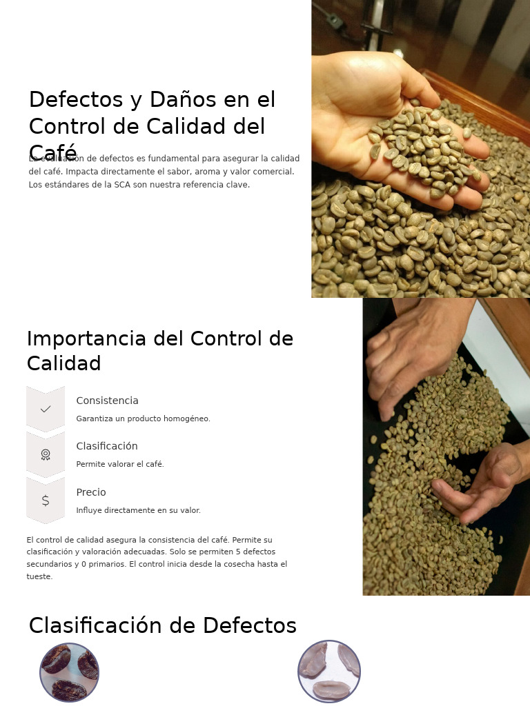 Defectos y Danos en El Control de Calidad Del Cafe | PDF | café