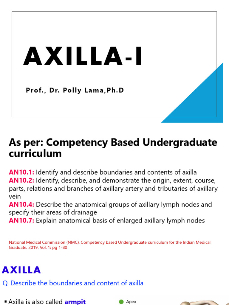 Axilla | PDF | Arm | Anatomical Terms Of Location