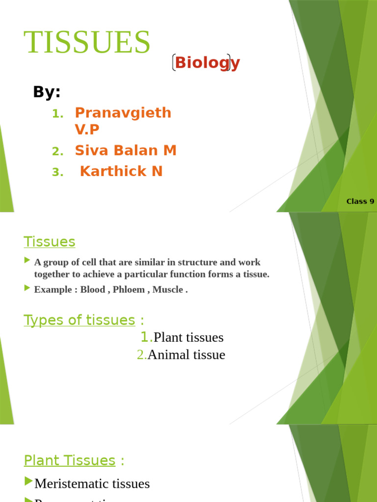 Tissues: Biology | PDF