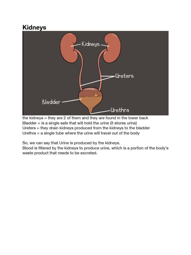 Kidney and Nephron | PDF | Kidney | Urinary System