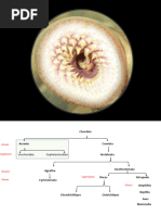 Myxine: Classification and Characteristics | PDF | Skeleton | Gill