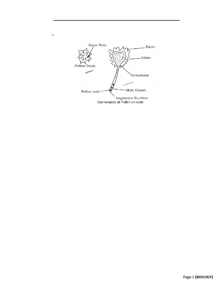 Biology Experiments for Class XII | PDF | Meiosis | Testicle