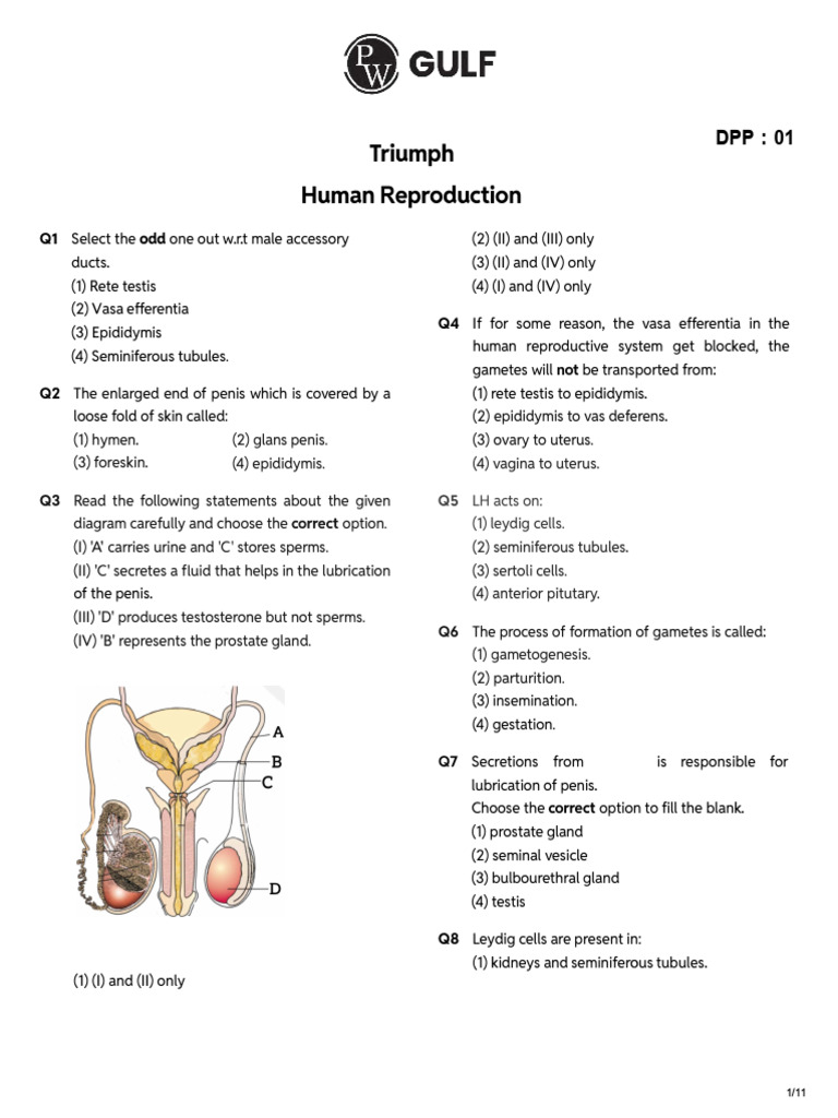 Human Reproduction - DPP 01 (Of Lec 03) | PDF | Testicle | Reproduction