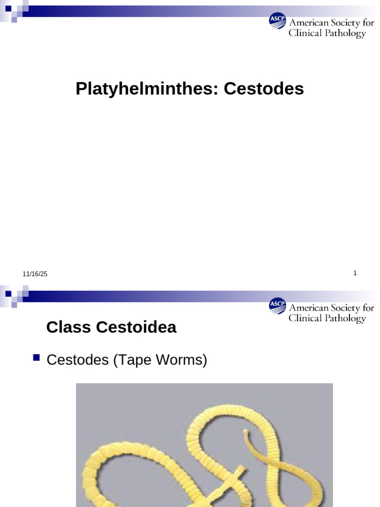 Cestodes (Tapeworms) | PDF | Parasitology | Medical Specialties