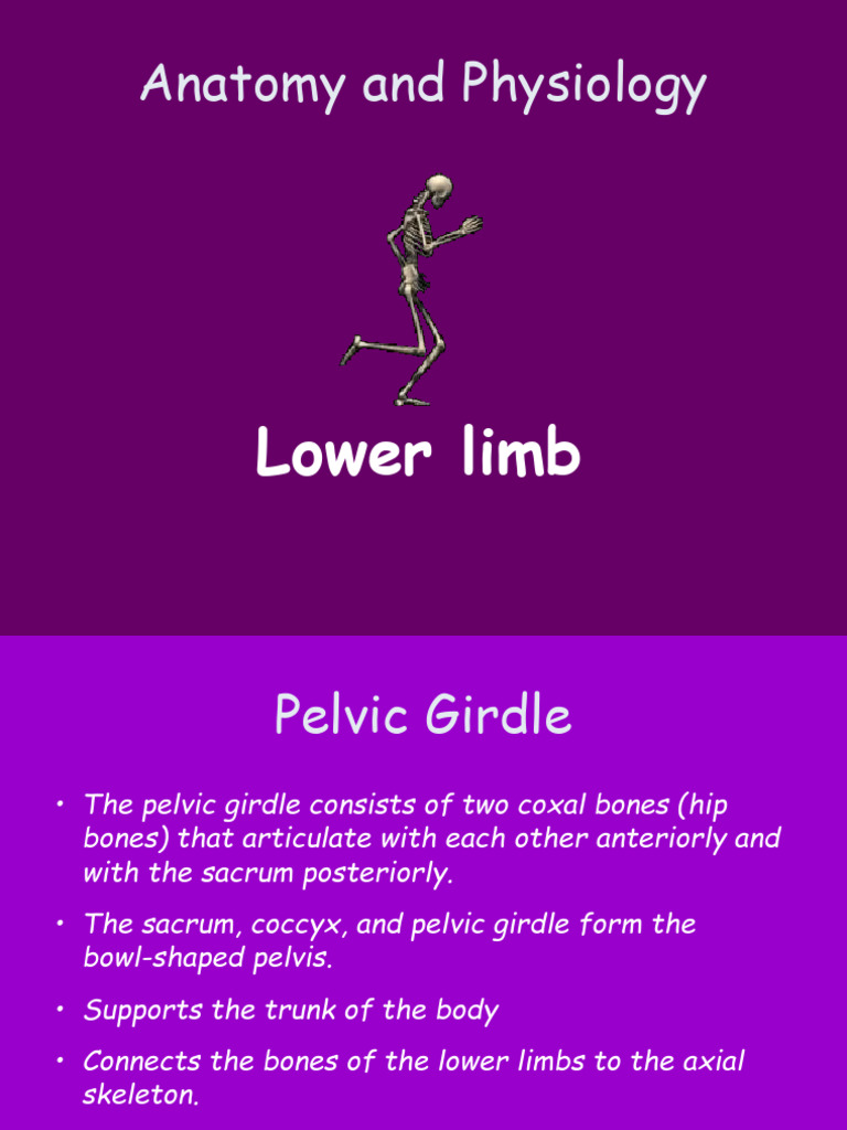Lower Limb Anatomy and Coxal Bone Details | PDF | Ankle | Knee